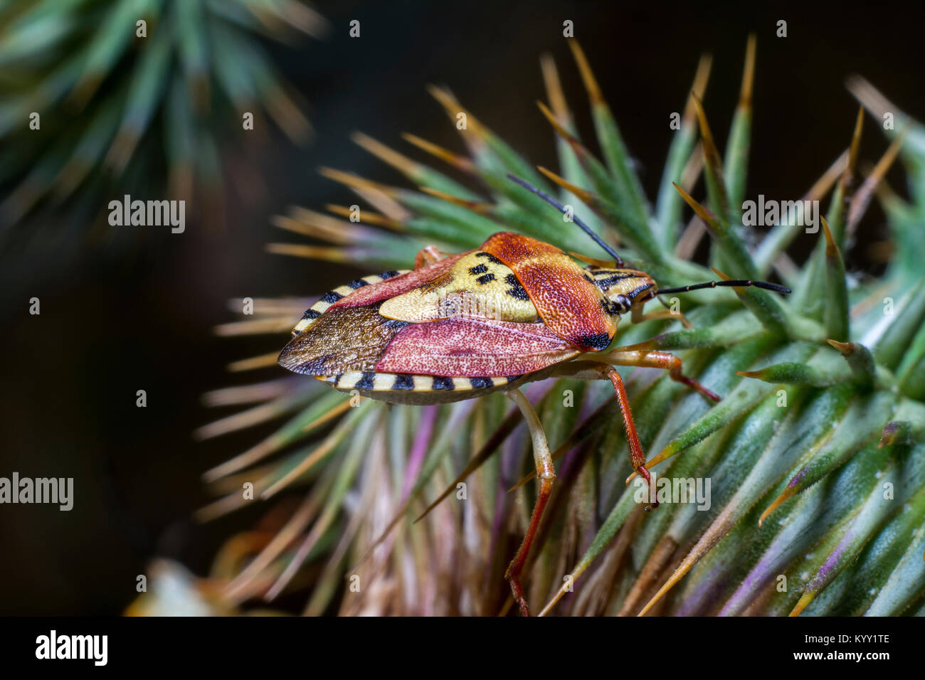 Insect plant hi-res stock photography and images - Alamy