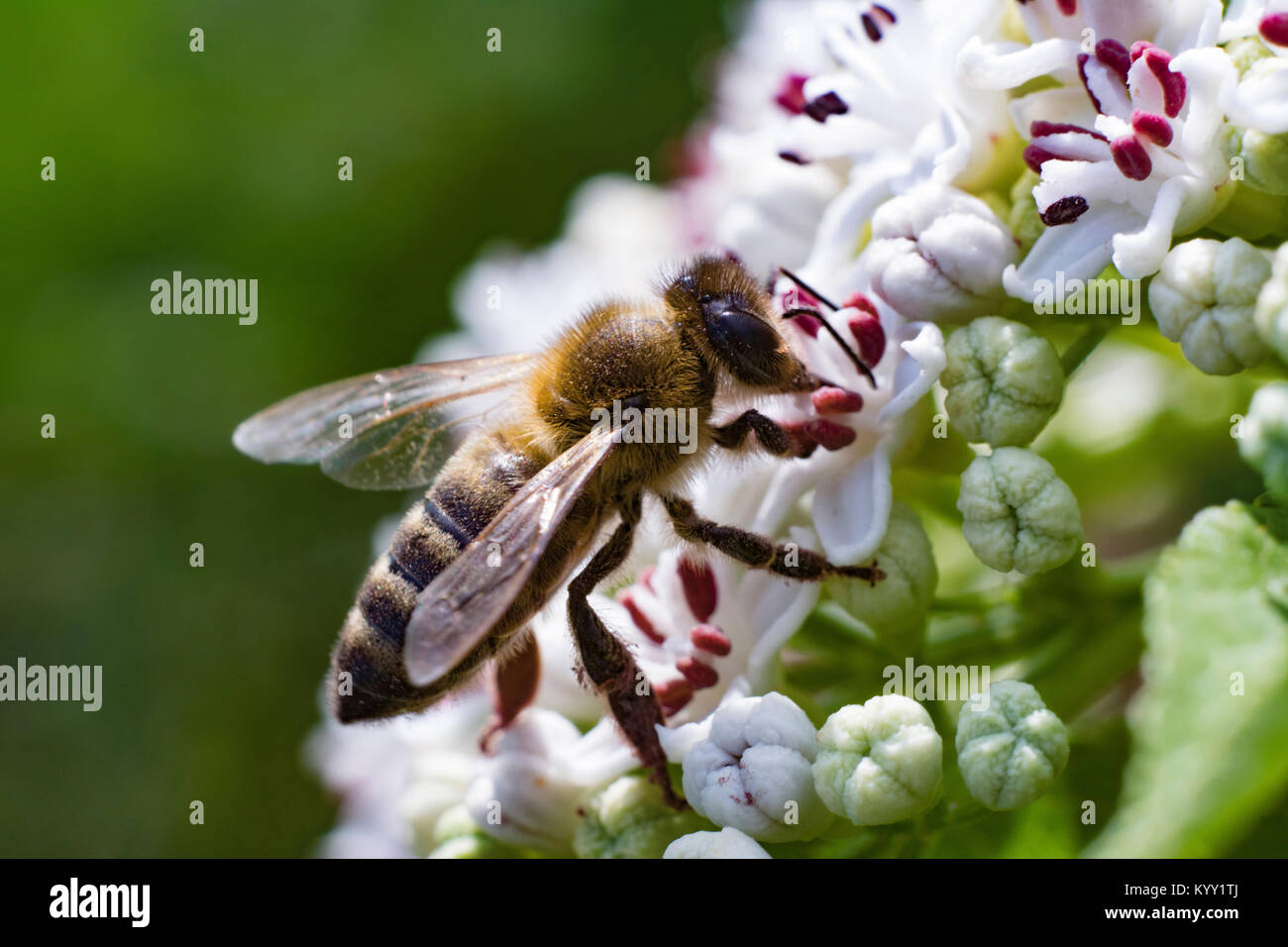 Close-up of honey bee pollinating on flowers Stock Photo - Alamy