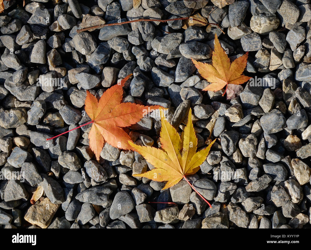 Autumn leaves fallen on rocks at a traditional garden in Nikko, Japan ...