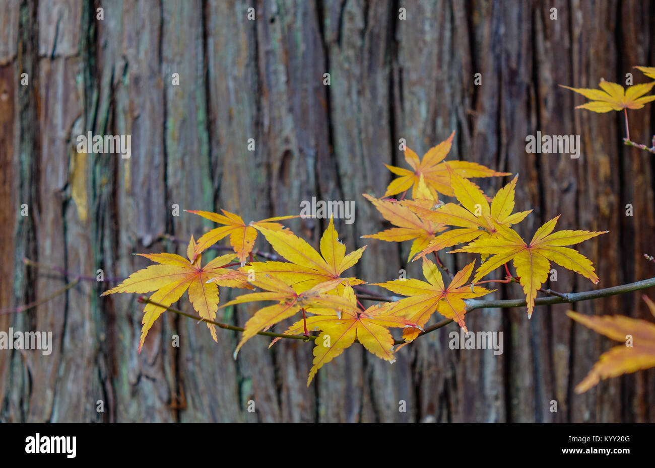 Autumn leaves with huge tree background in Japanese zen garden Stock ...