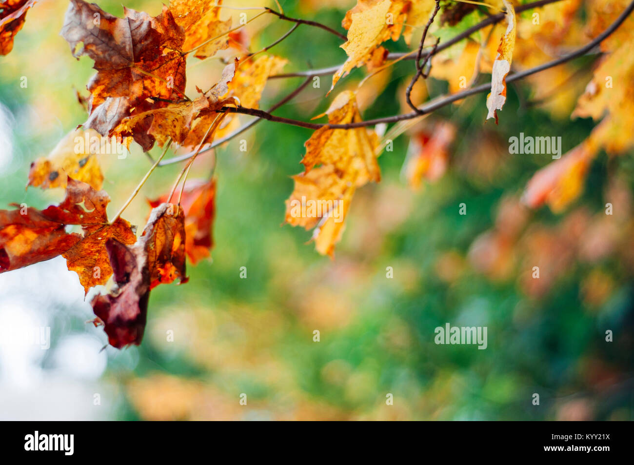 Close-up of leaves on branches during autumn Stock Photo - Alamy