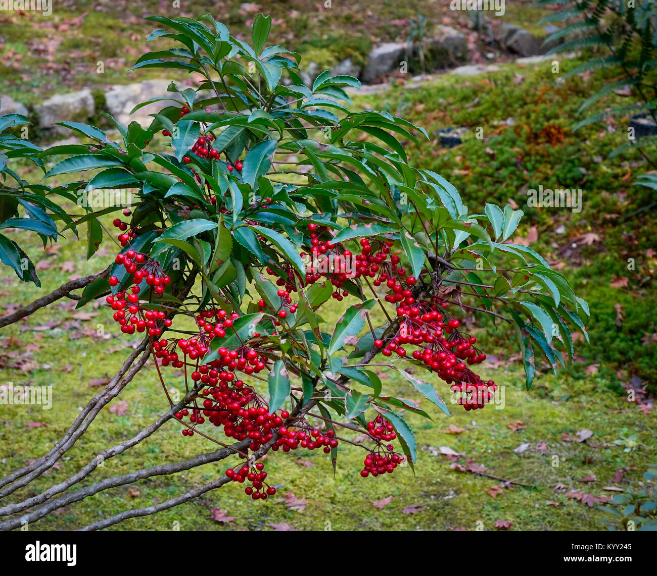 Red berry plants at a garden in Kyoto, Japan Stock Photo - Alamy