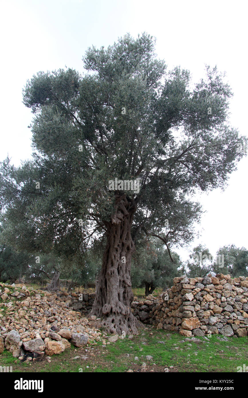 Big Olive Tree High Resolution Stock Photography and Images - Alamy