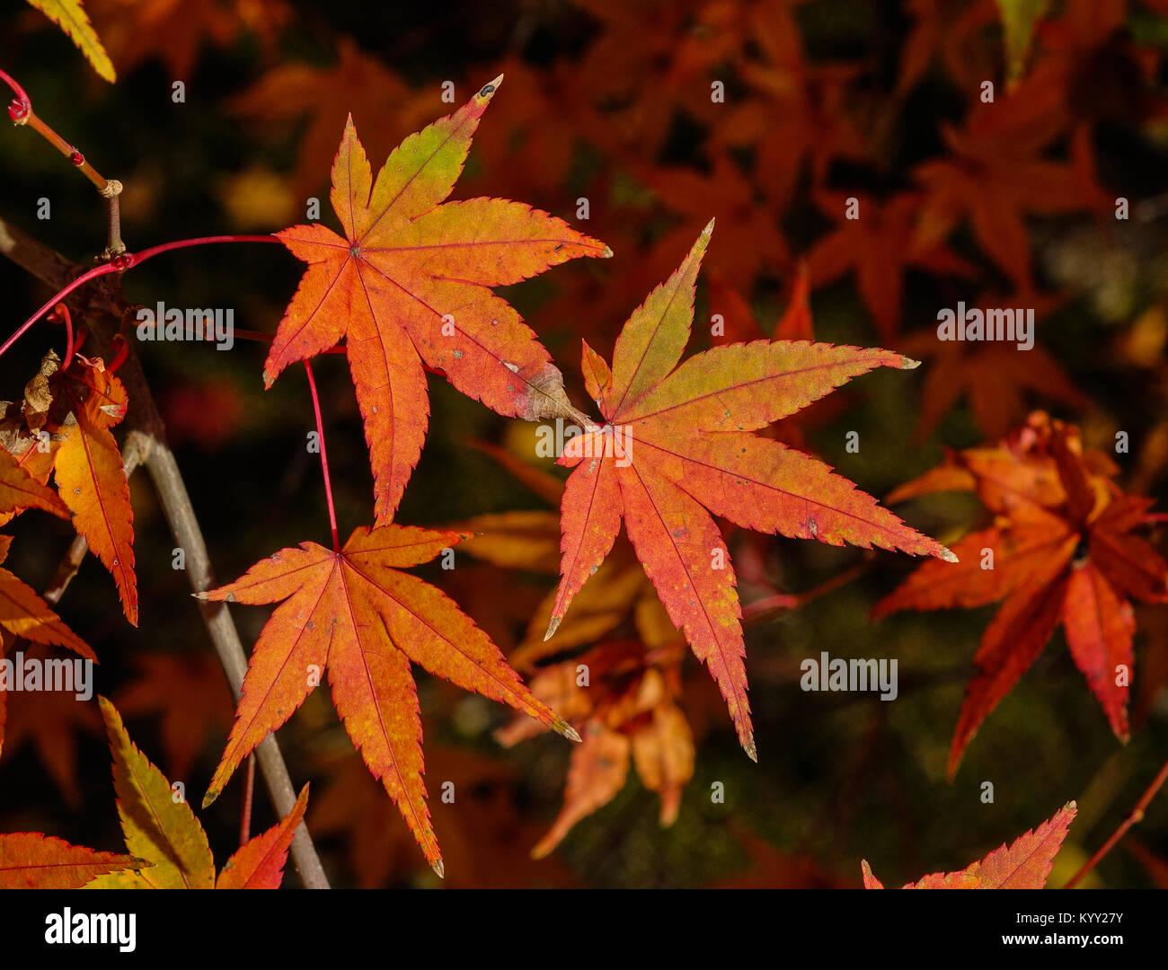 Autumn leaves under sun light at a zen garden in Osaka, Japan Stock ...