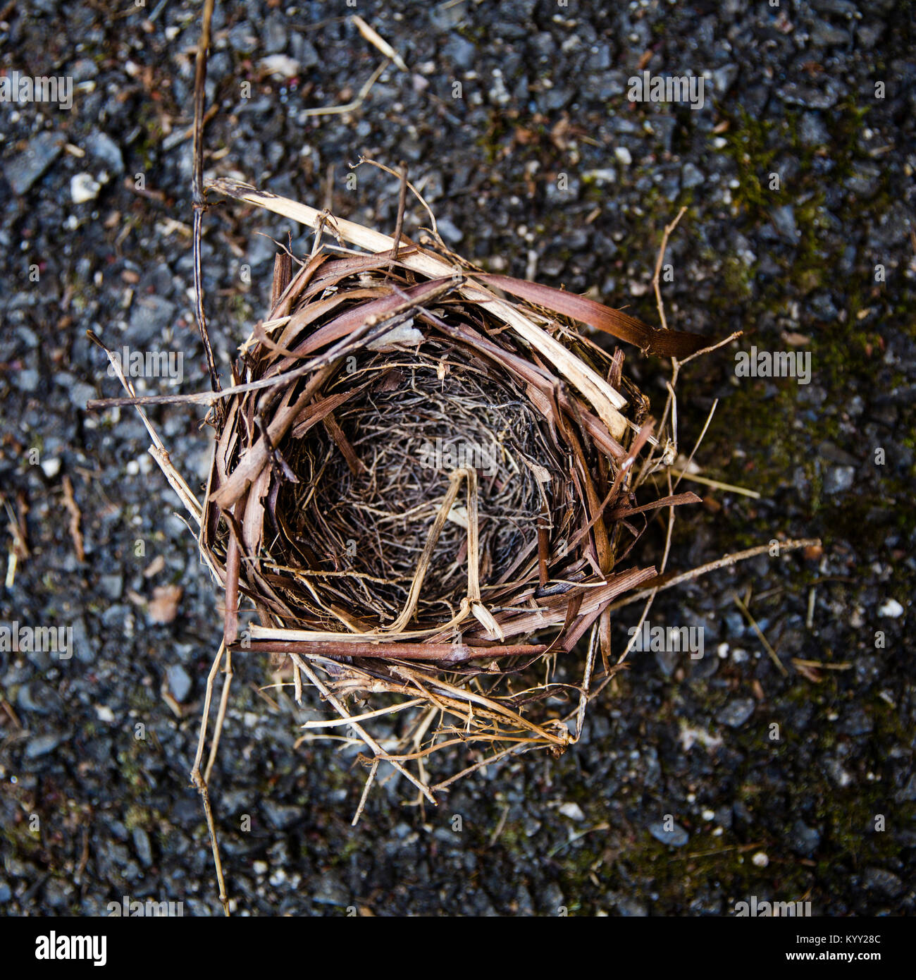 Empty nest hi-res stock photography and images - Alamy