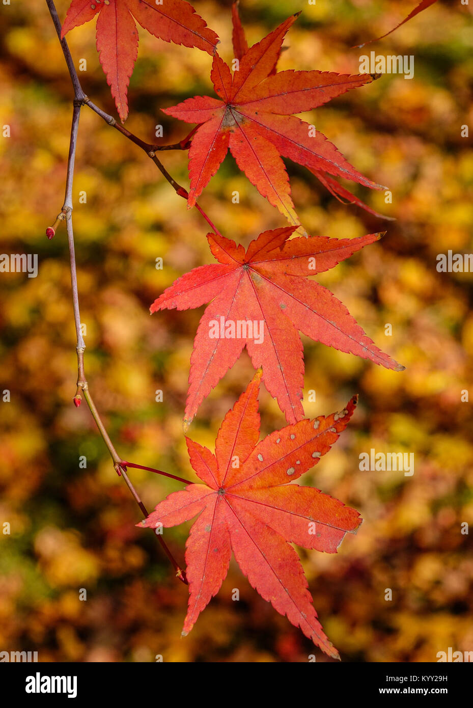 Maple leaves on tree at the autumn forest in Osaka, Japan Stock Photo ...