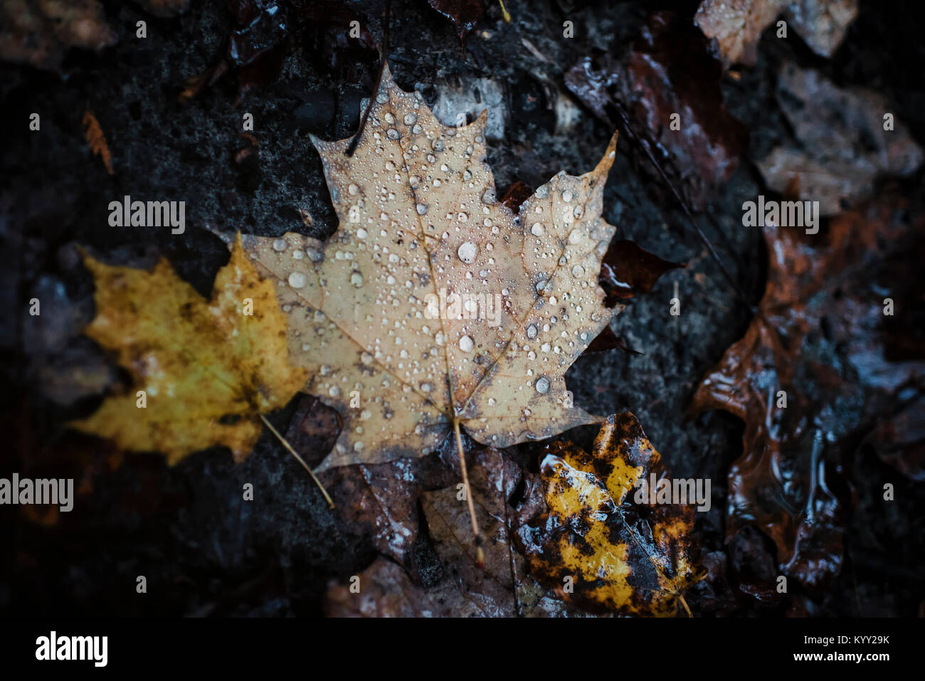Wet maple hi-res stock photography and images - Alamy