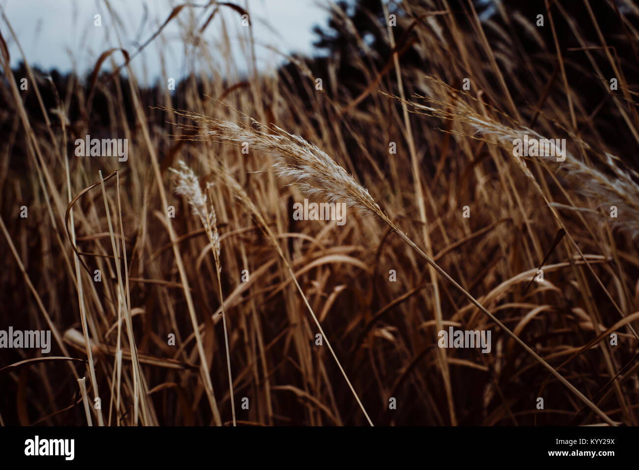 Crops growing hi-res stock photography and images - Alamy