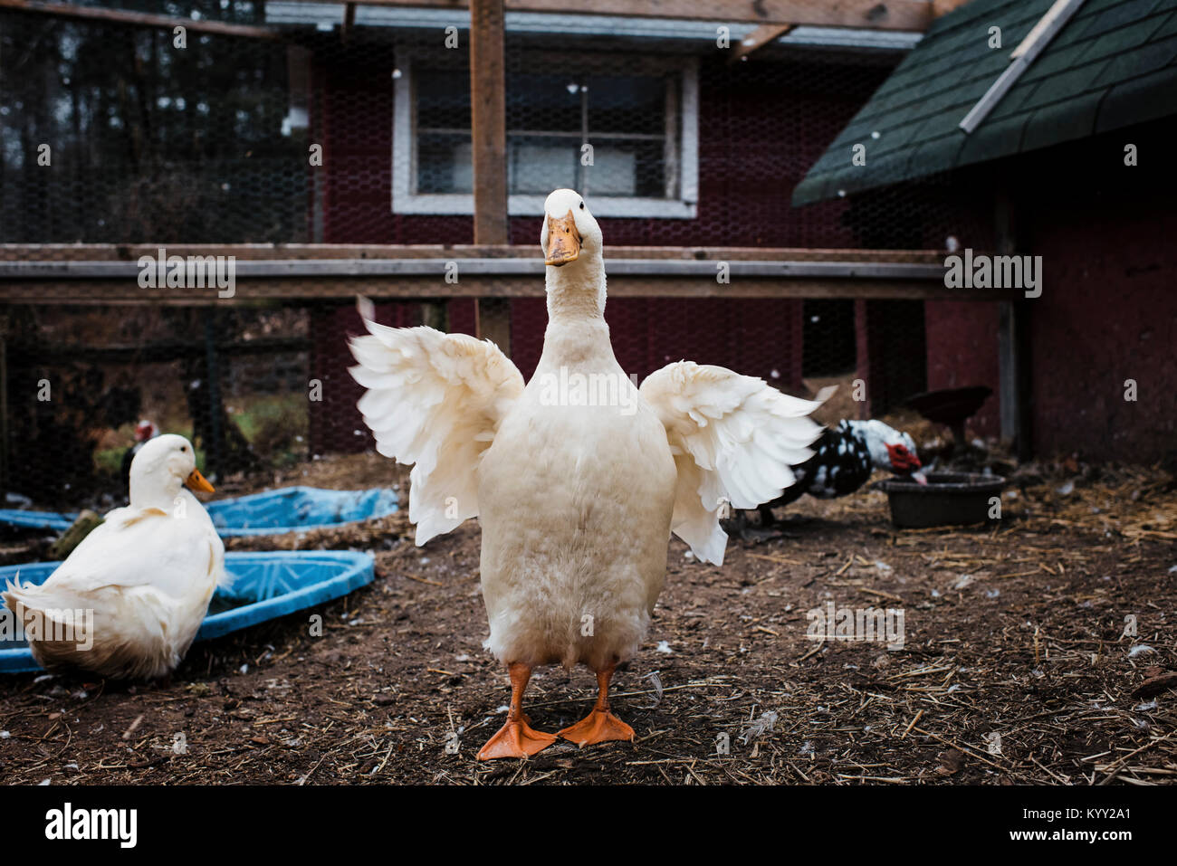 Poultry farm hi-res stock photography and images - Alamy