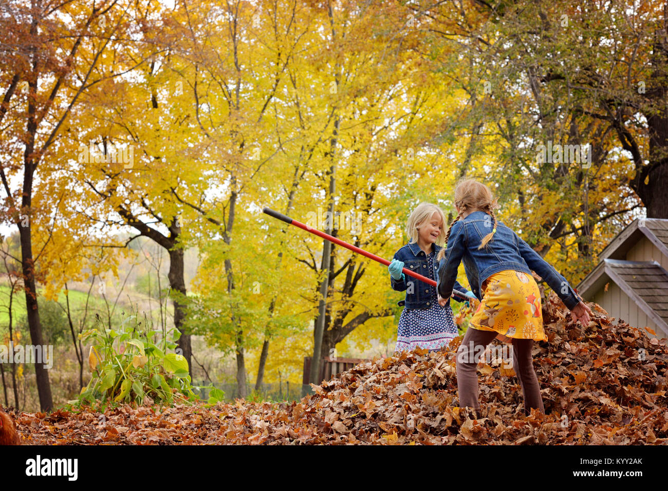 Sisters collecting fallen leaves at yard during autumn Stock Photo - Alamy