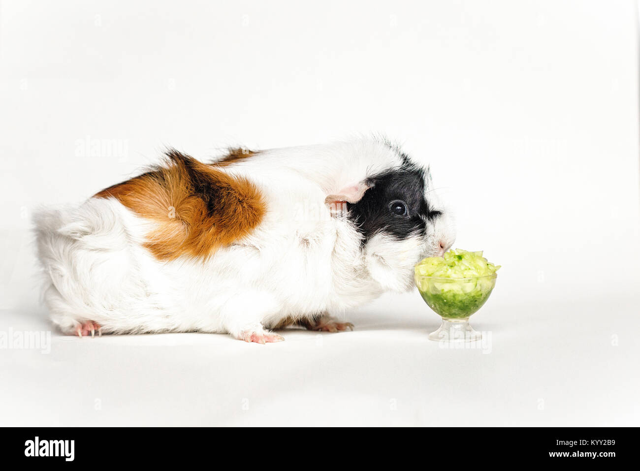 Close-up of guinea pig eating food in container against white ...