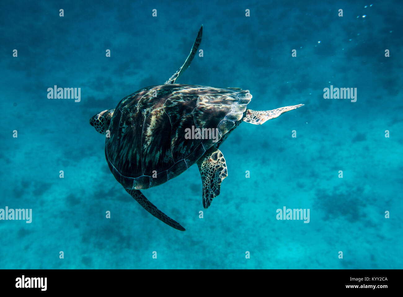 Turtle swimming undersea Stock Photo - Alamy