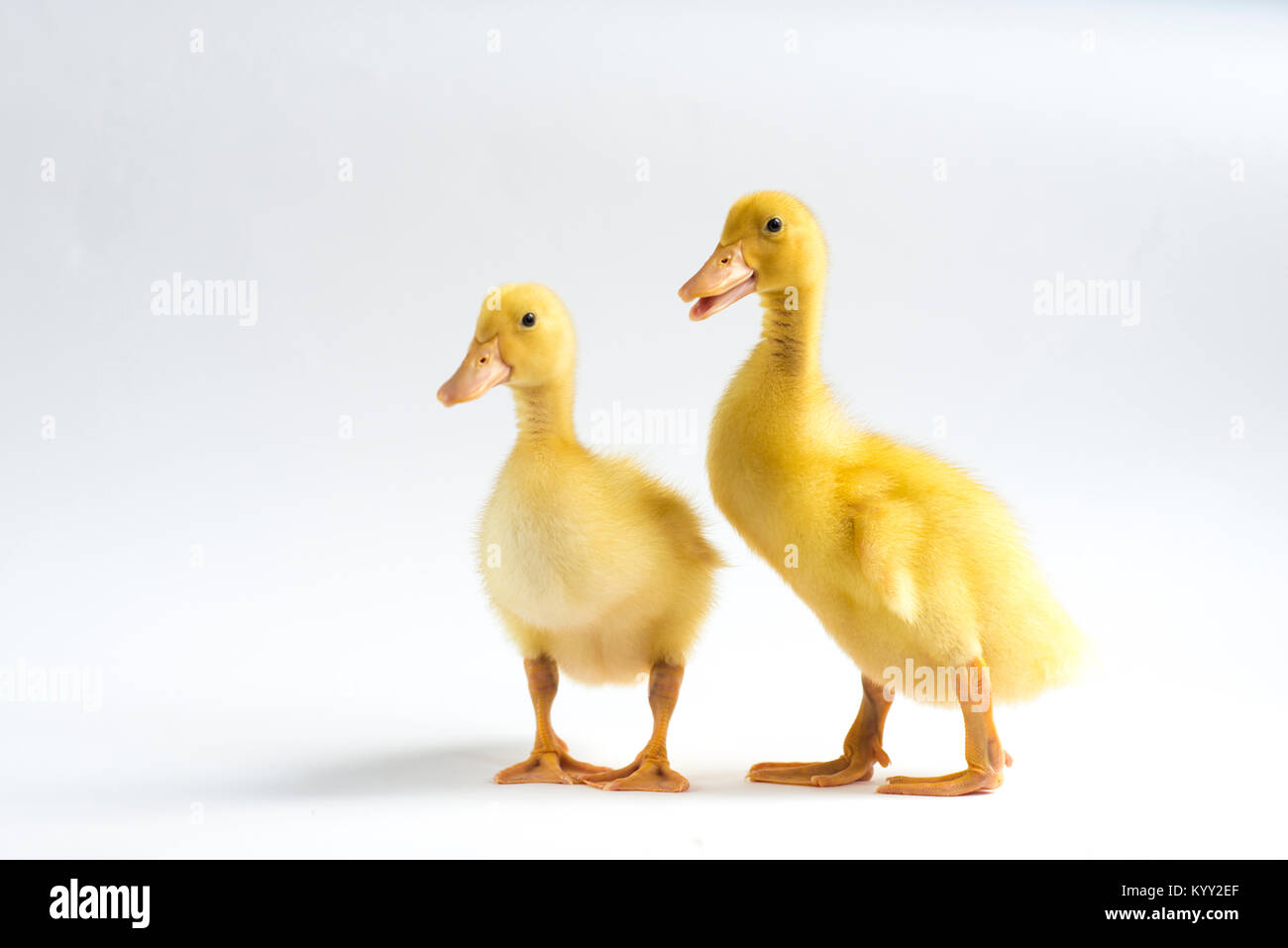 Ducklings standing over white background Stock Photo - Alamy
