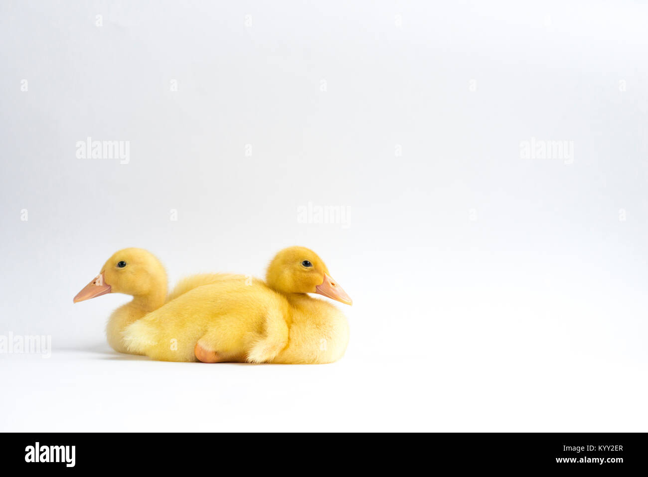 Ducklings sitting over white background Stock Photo - Alamy
