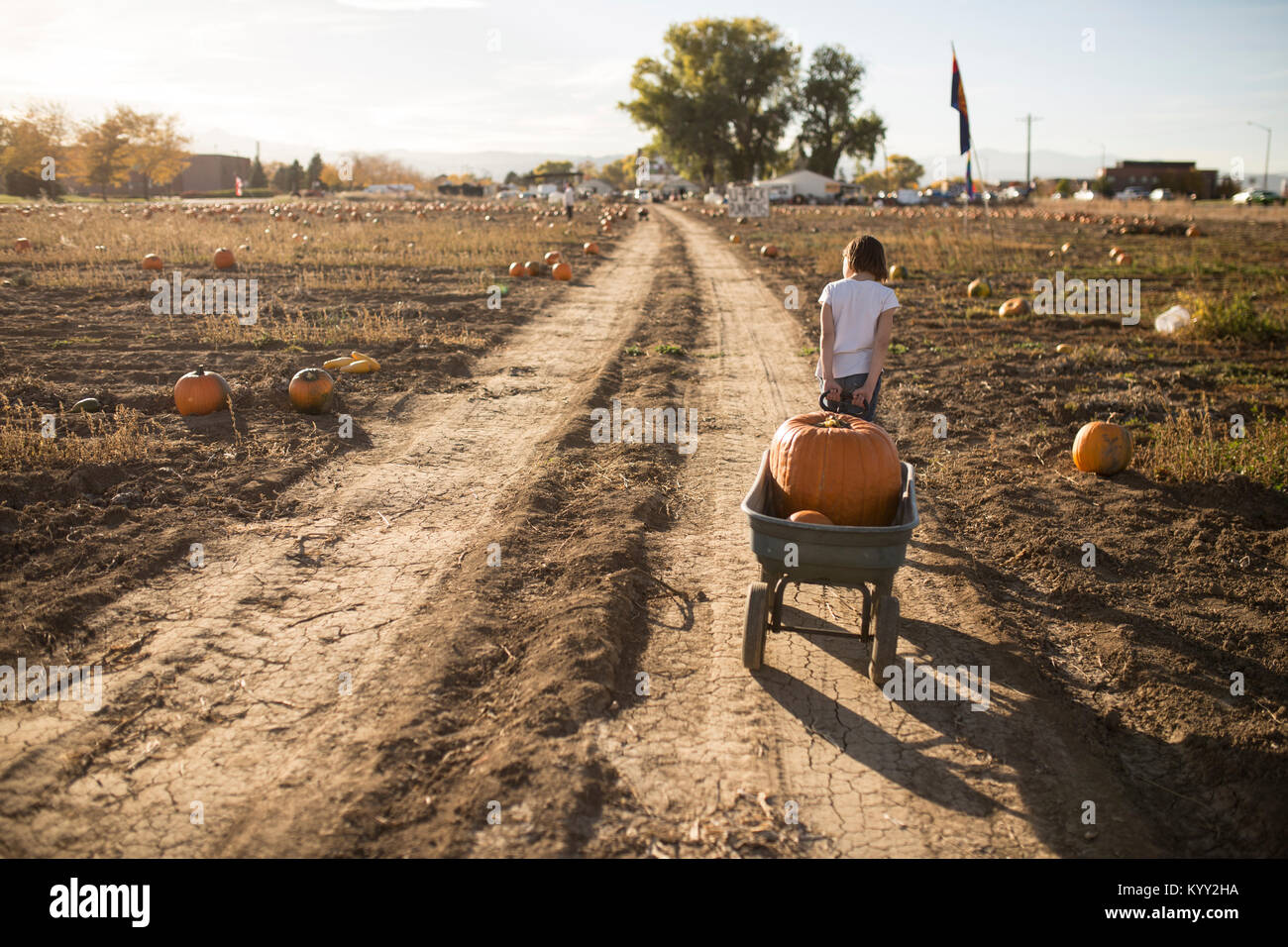 Rear view of girl pulling pumpkins in wheelbarrow at farm Stock Photo ...