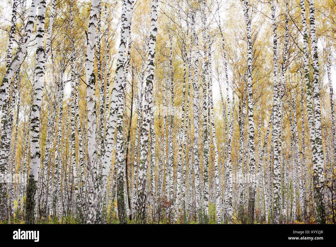 Siberia birch trees hi-res stock photography and images - Alamy