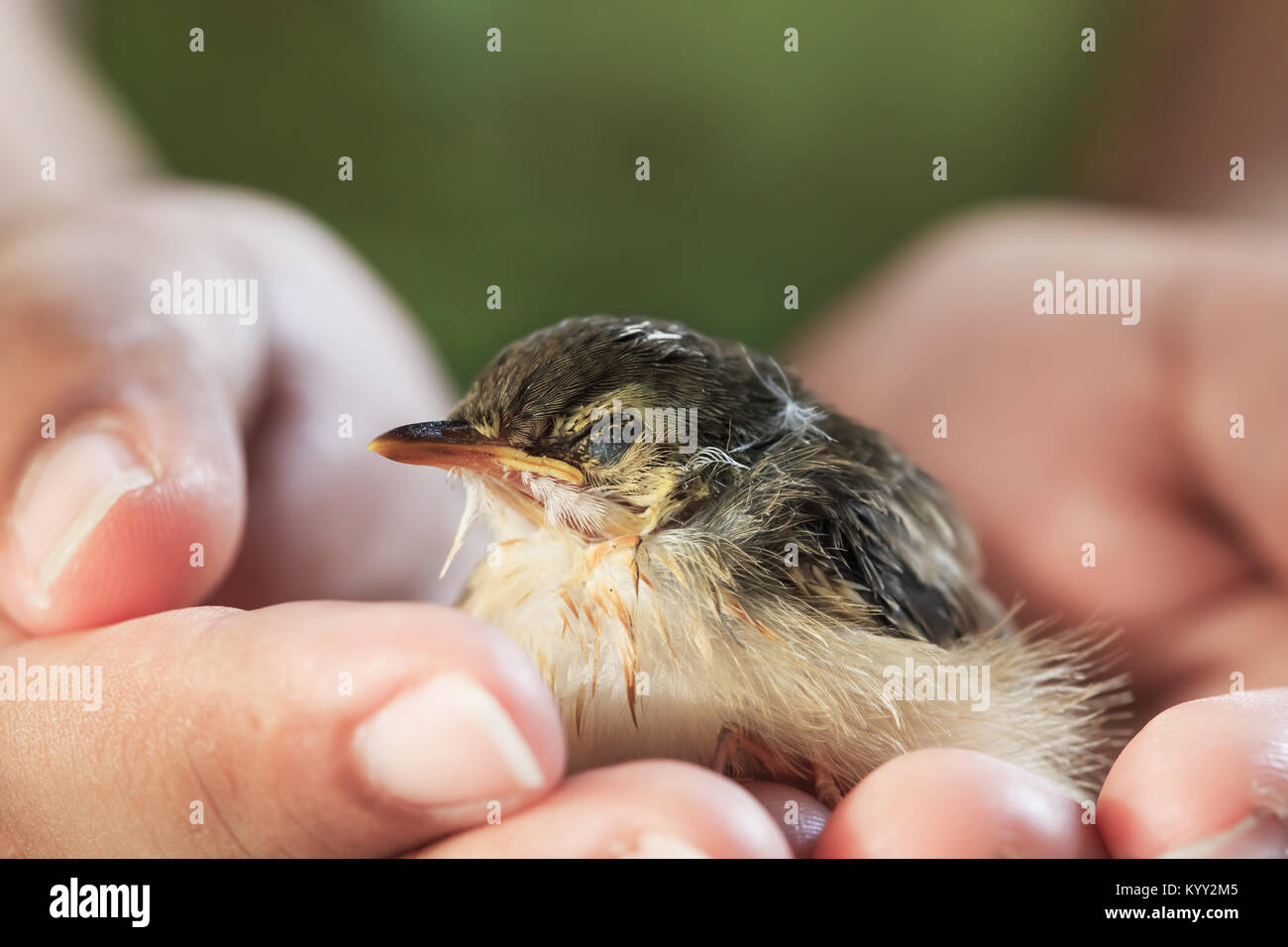 A Bird in the Hand Stock Photo - Alamy