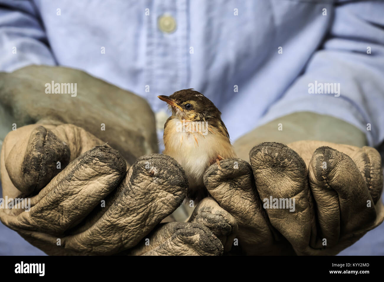 A Bird in the Hand Stock Photo - Alamy