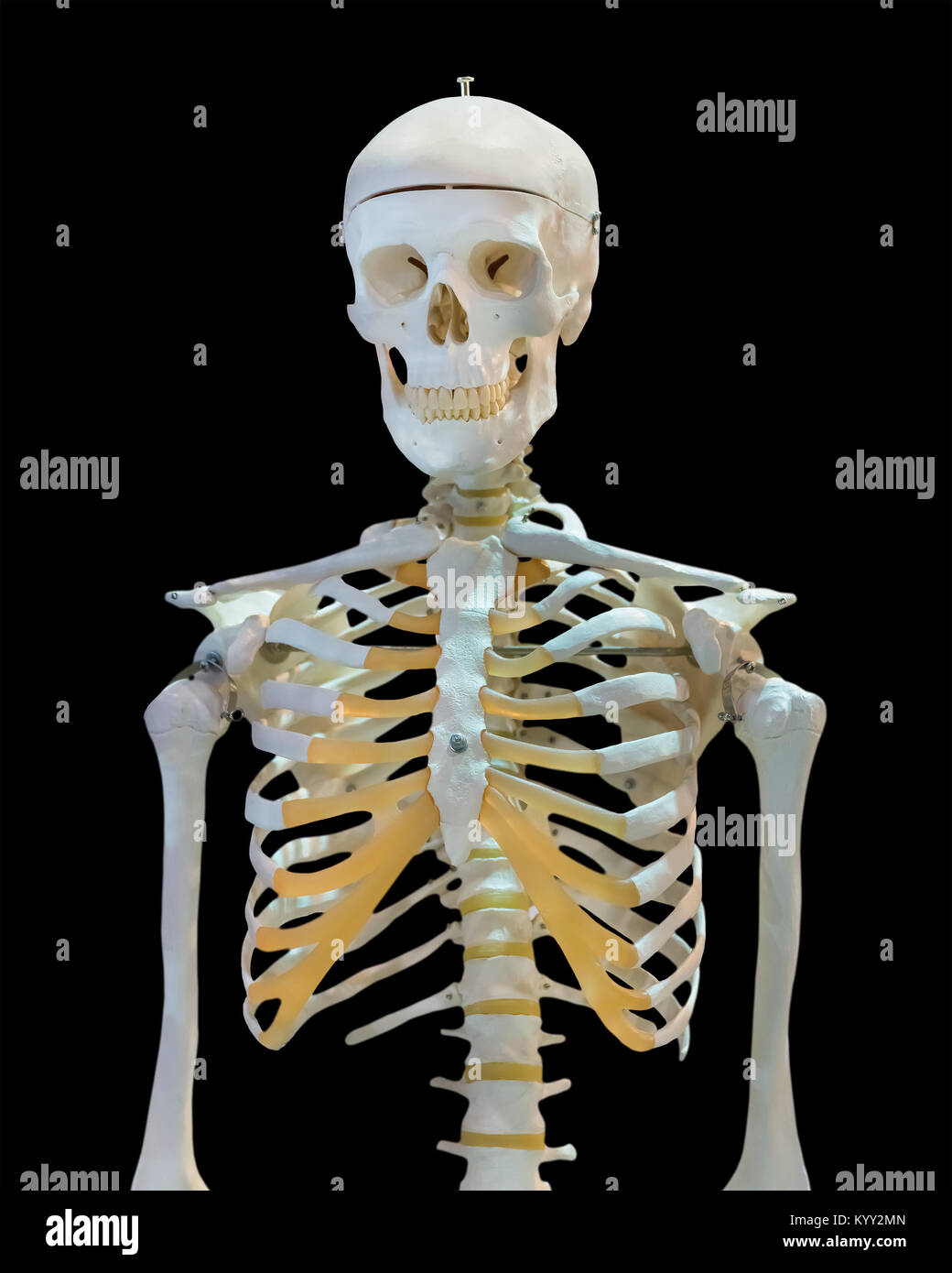Half Skeleton Half Human Body