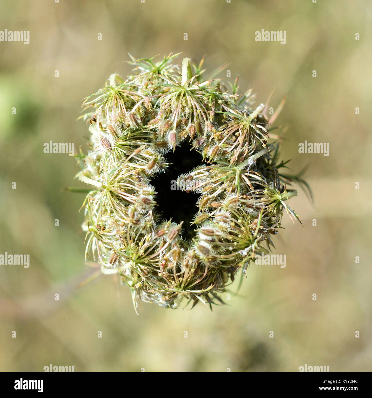 Overhead view of plant growing on field Stock Photo - Alamy