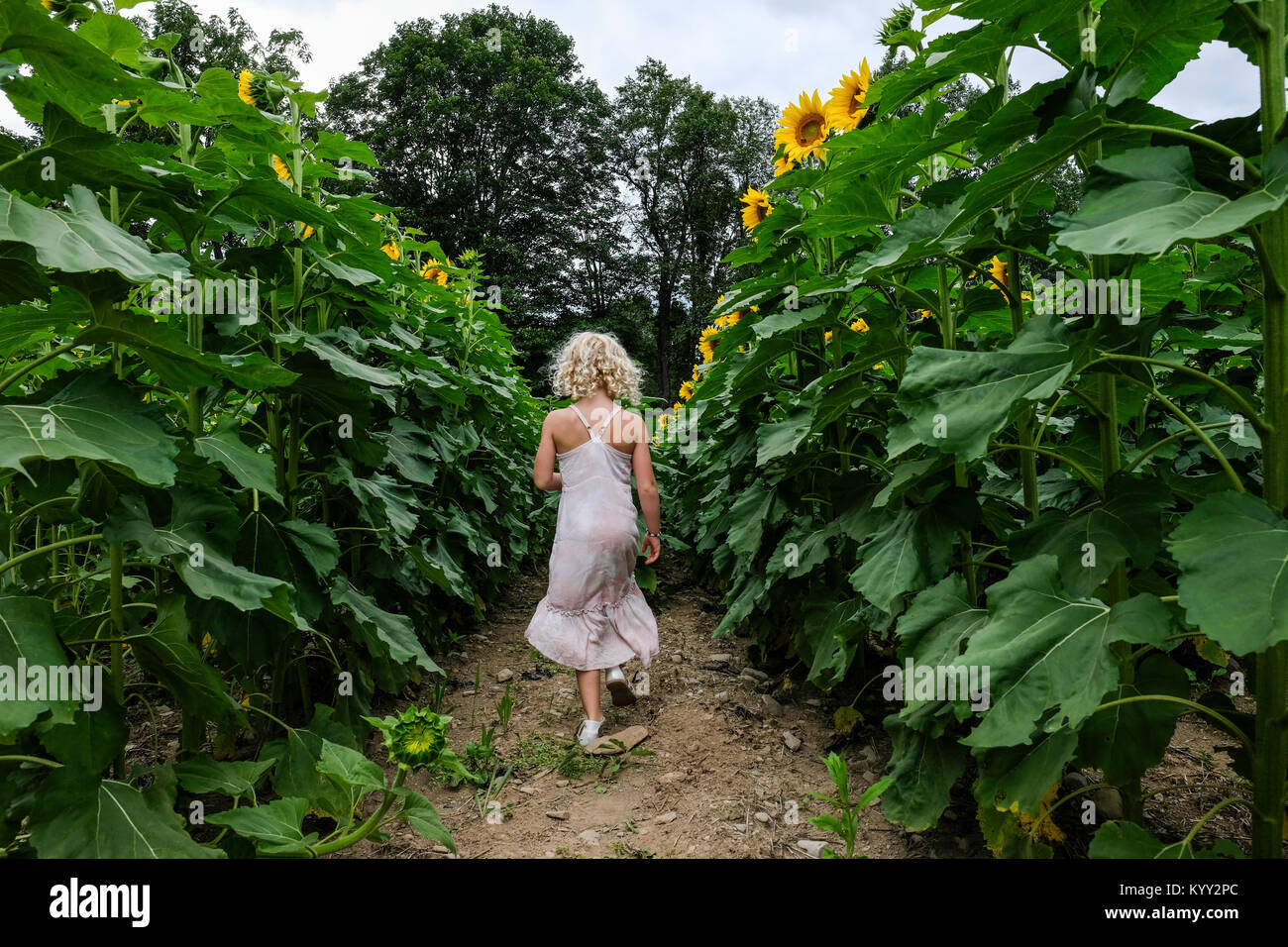 Rear view of girl walking amidst sunflower field Stock Photo - Alamy