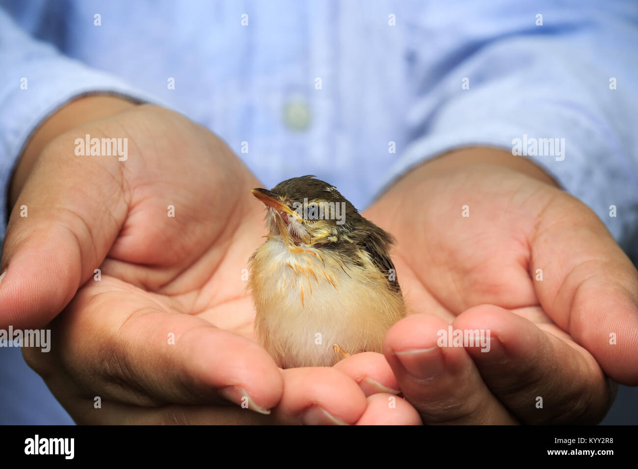 A Bird in the Hand Stock Photo - Alamy