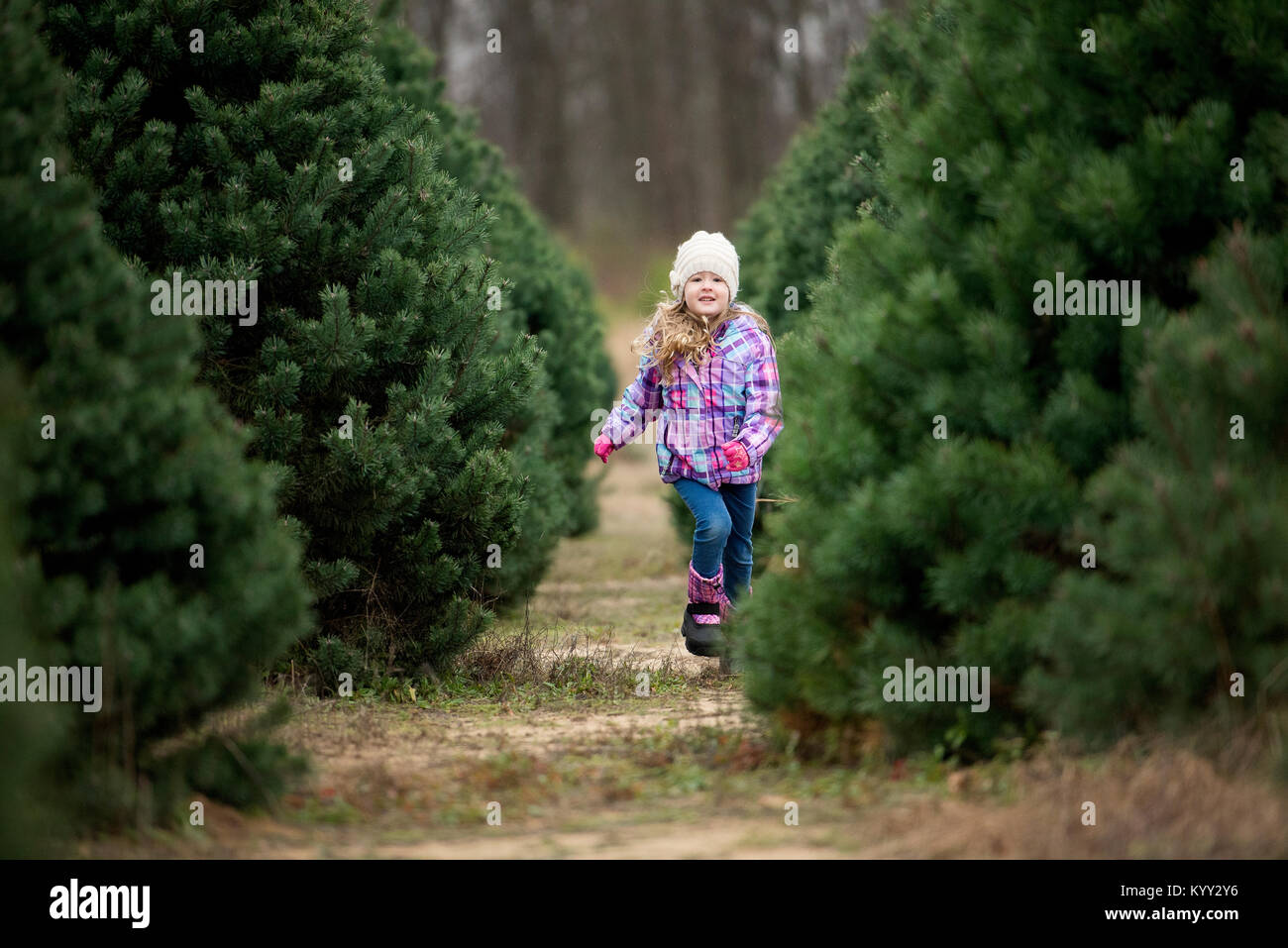 4 pine trees hi-res stock photography and images - Alamy