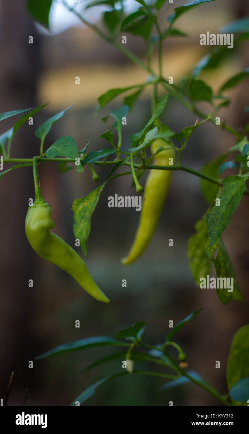 Chillies hanging on a chilli plant Stock Photo - Alamy
