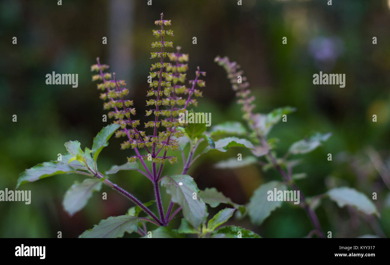 A holy basil plant with flowers Stock Photo - Alamy