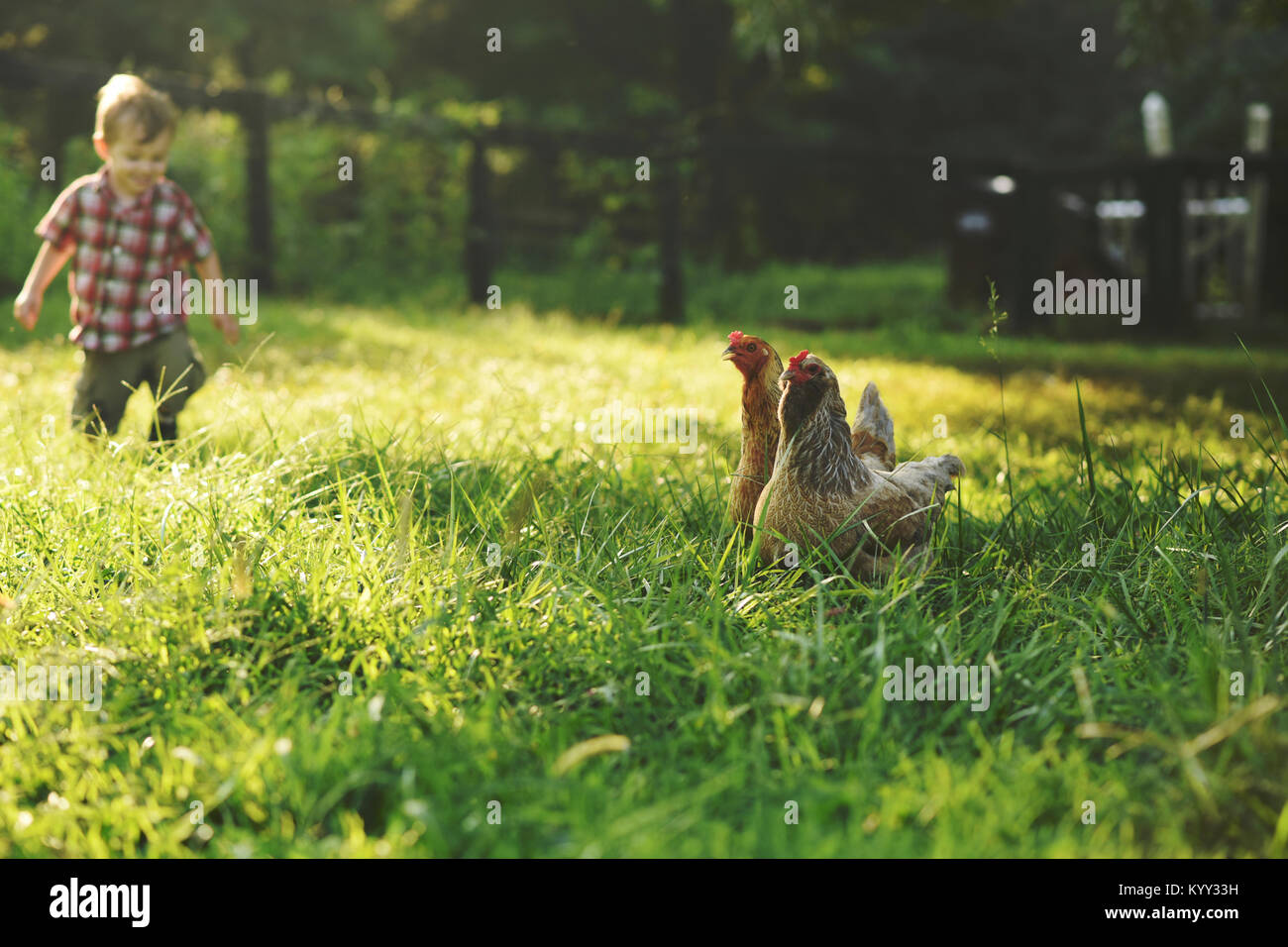 Hens field hi-res stock photography and images - Alamy
