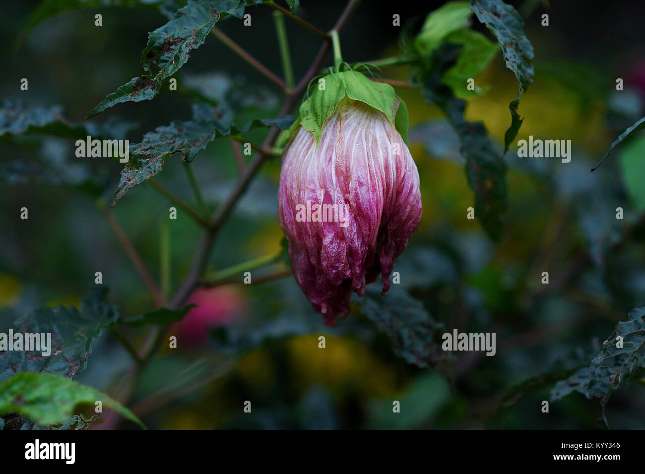 Close-up of flower growing on plant Stock Photo - Alamy