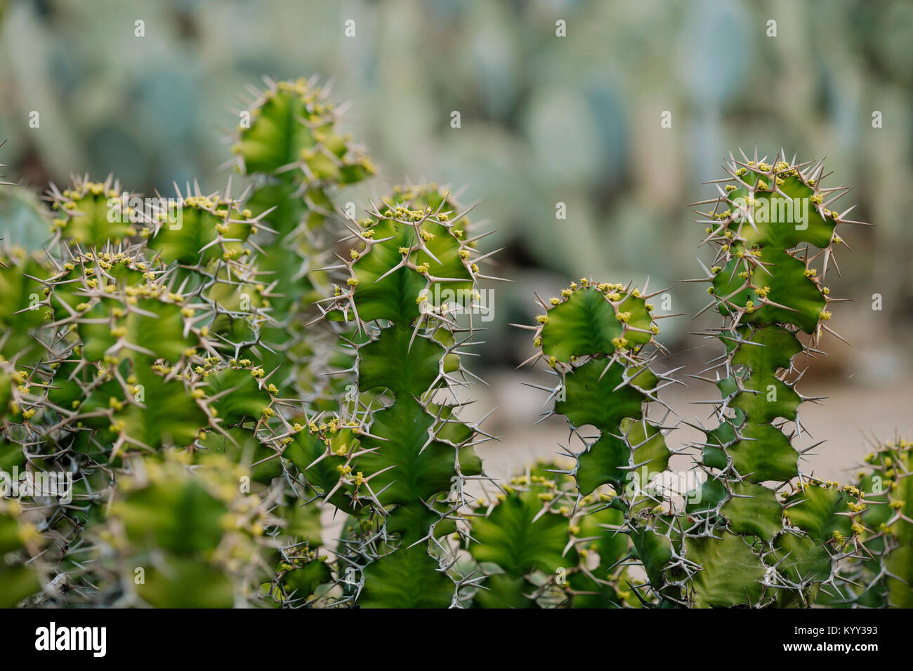 Cactus growing outdoors Stock Photo - Alamy