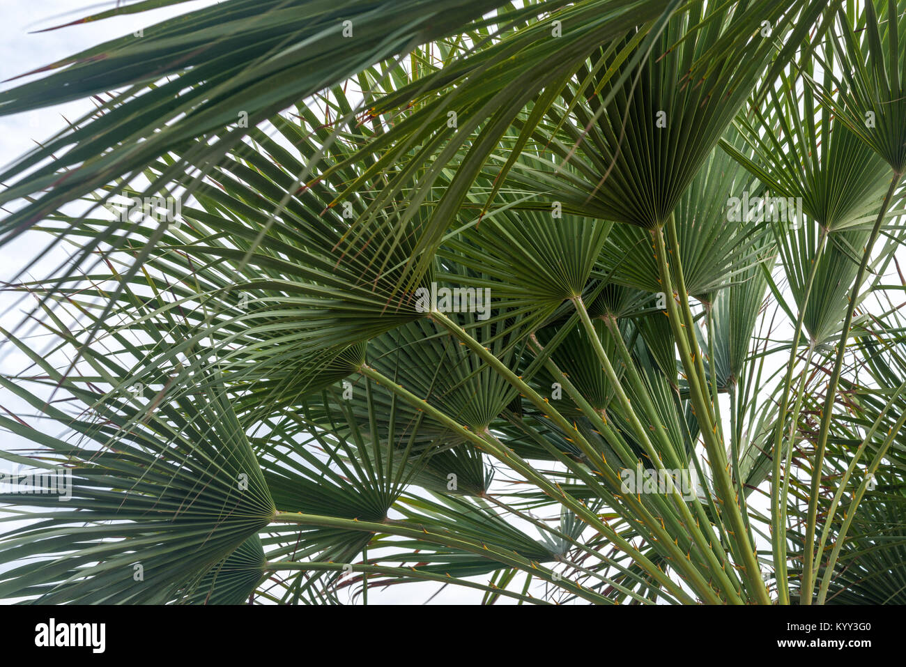 Spanish palm tree on blue sky background Stock Photo - Alamy
