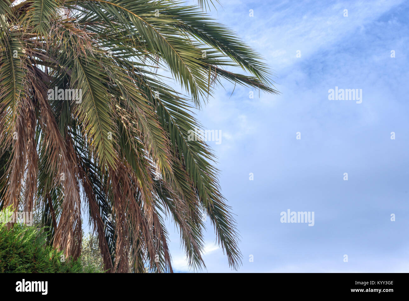 Spanish palm tree on blue sky background Stock Photo - Alamy