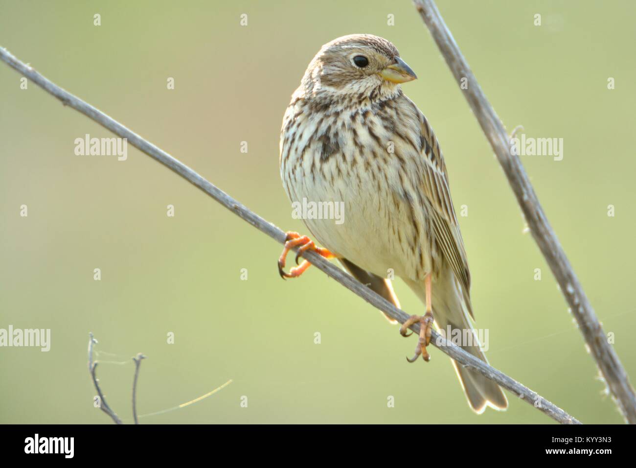 Corn bunting (Emberiza calandra) against green background Stock Photo ...