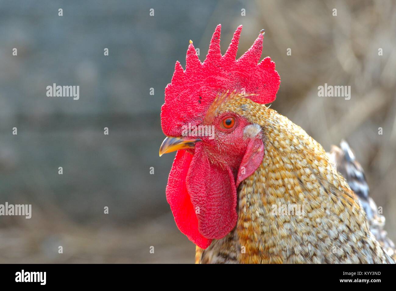 Male Rooster High Resolution Stock Photography and Images - Alamy