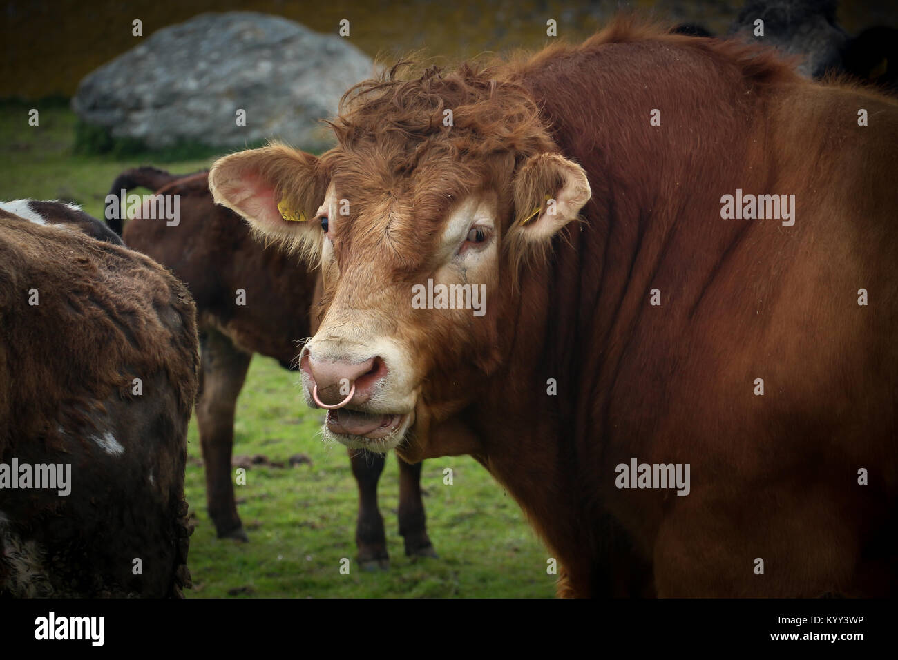 Bull scar hi-res stock photography and images - Alamy