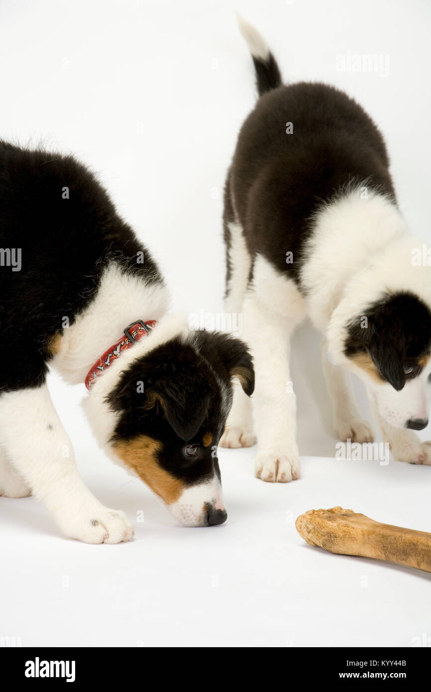 Two cute young border collie pups competing for a bone Stock Photo - Alamy