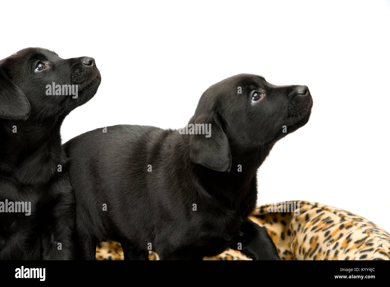 Two obedient young black labrador puppies watching Stock Photo - Alamy