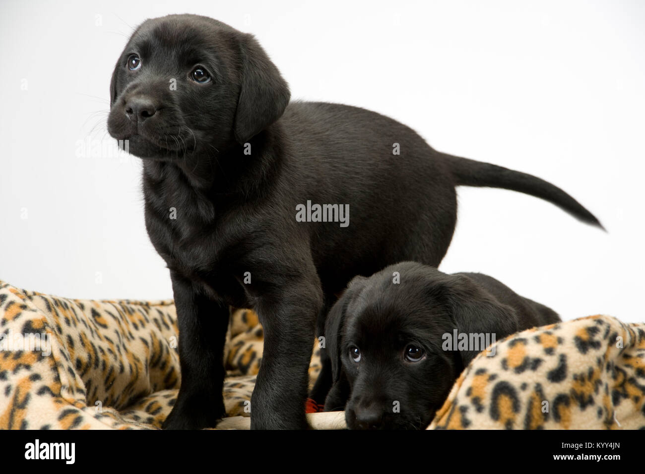 Two obedient young black labrador puppies watching Stock Photo - Alamy