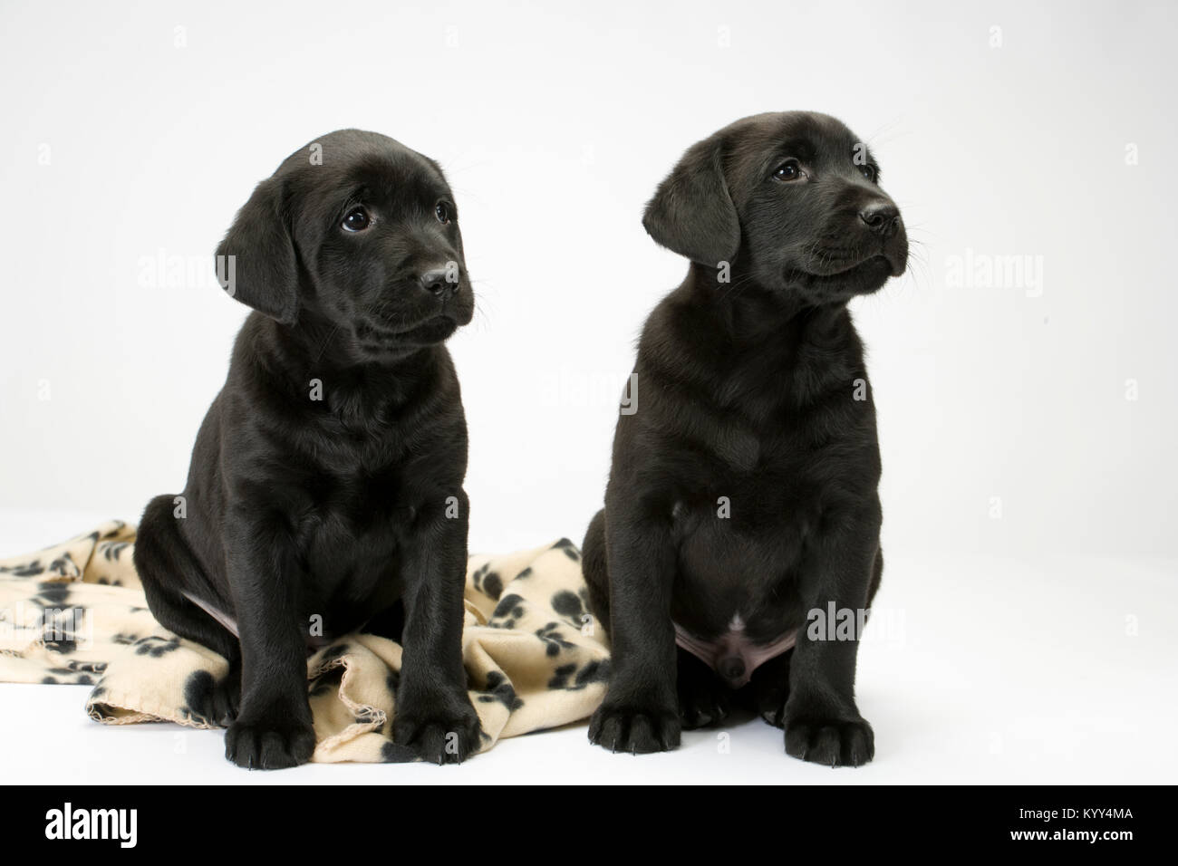 Two cute black labrador puppies obediently posing Stock Photo - Alamy