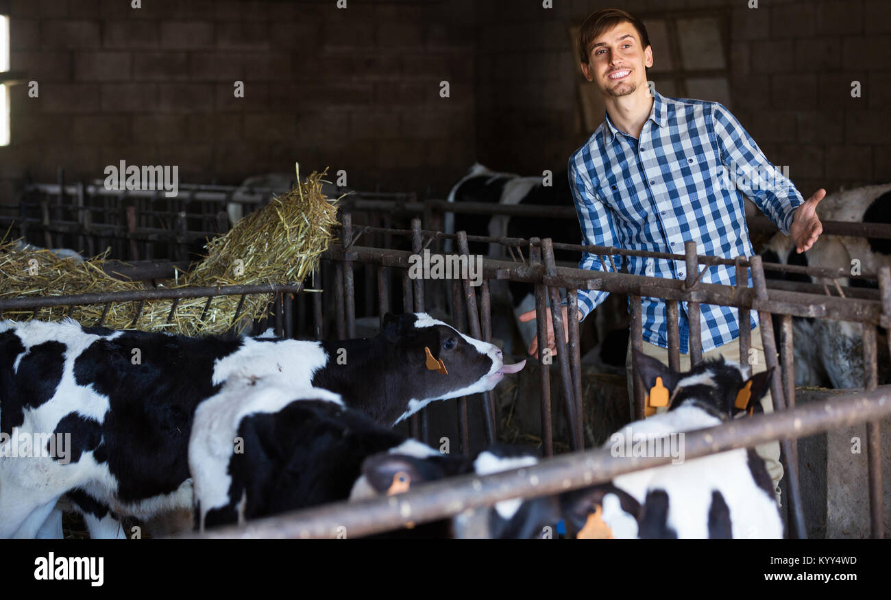 Happy adult man touching cows through the fence in the cowshed Stock ...