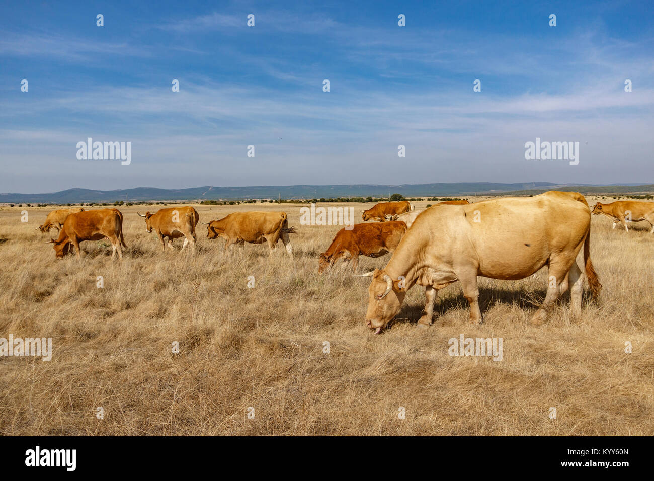 Smoothness hi-res stock photography and images - Alamy