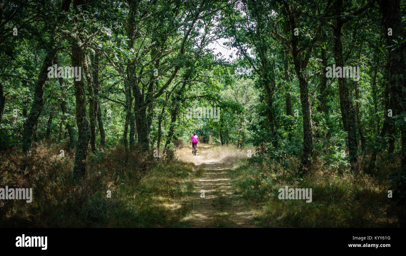 Oak tunnel hi-res stock photography and images - Alamy