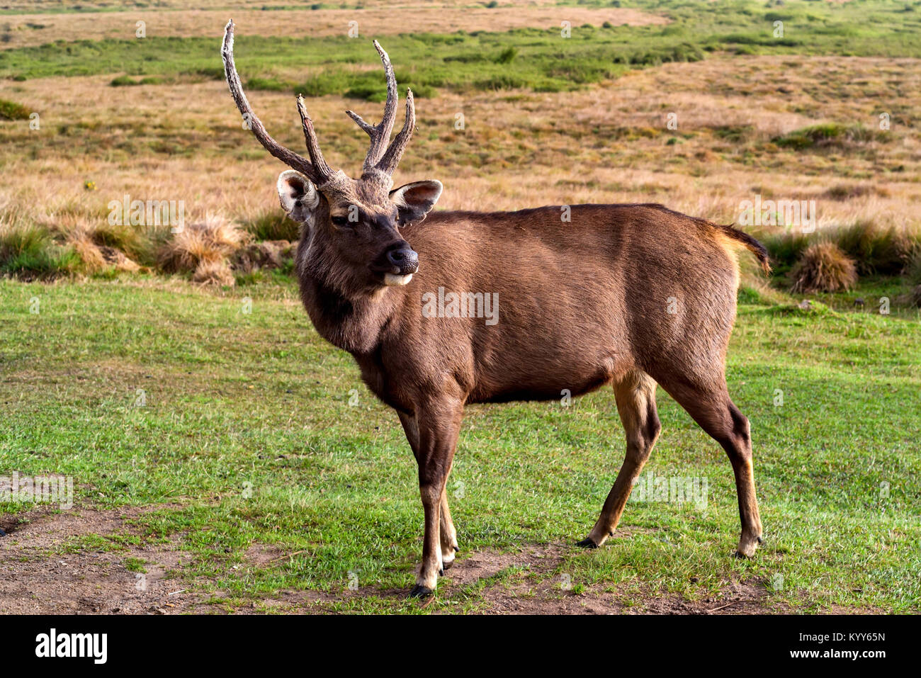 Sri lanka sambar deer horton plains hi-res stock photography and images ...