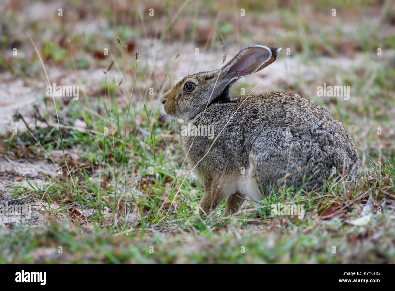 Indian Hare - Lepus nigricollis, Sri Lanka Stock Photo - Alamy
