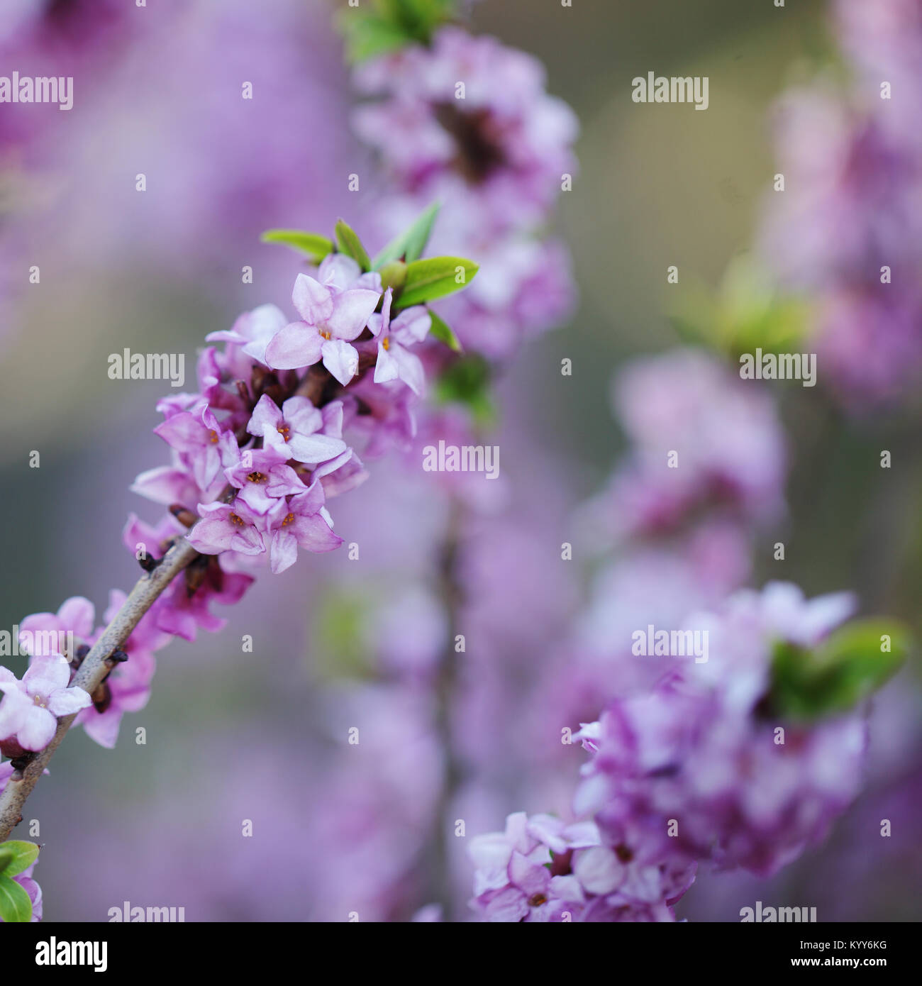 Spring flowers on blurred greenery foliage background Stock Photo - Alamy