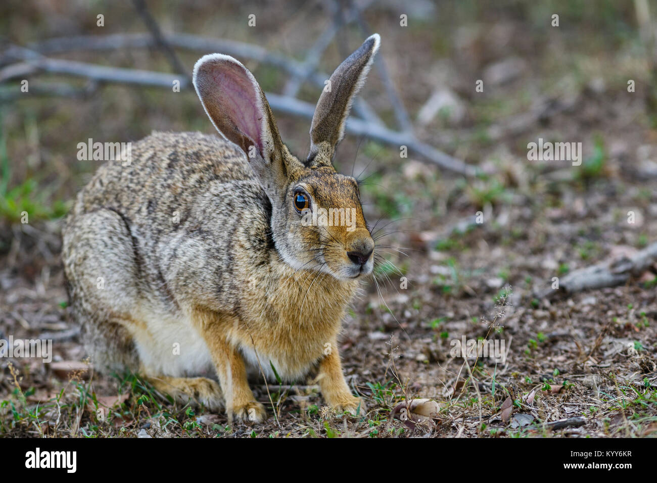 Indian Hare - Lepus nigricollis, Sri Lanka Stock Photo - Alamy