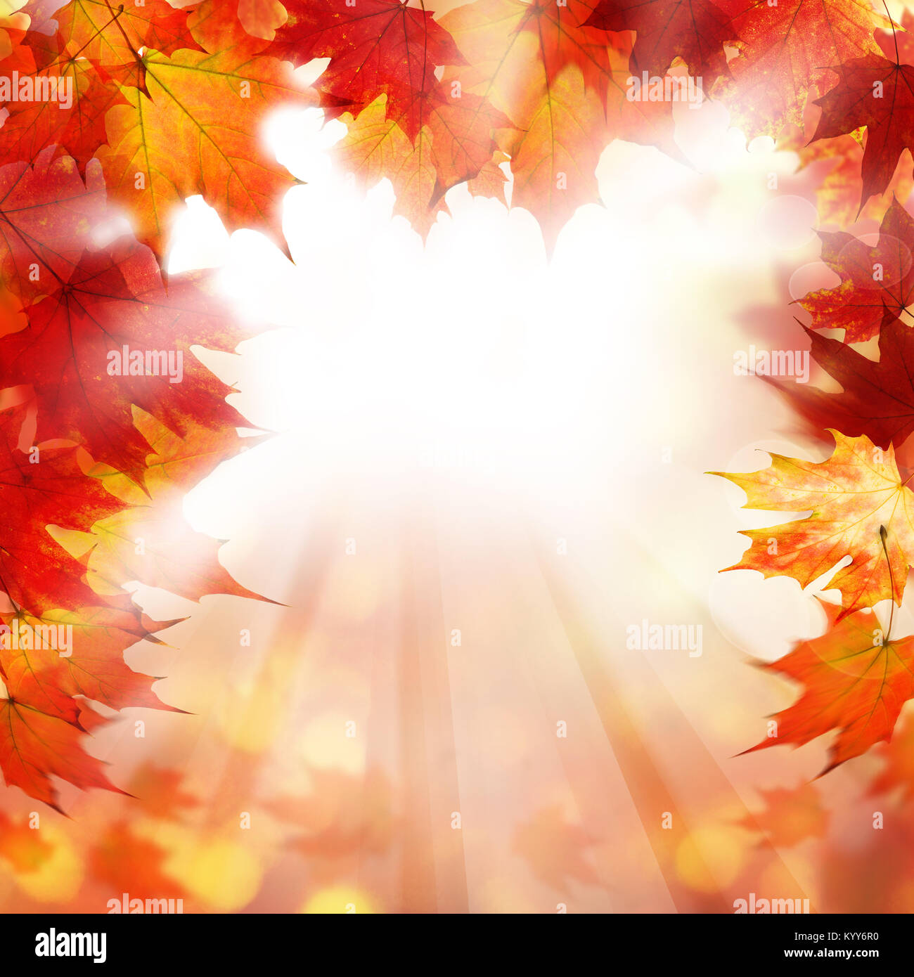 Fall Background with Autumn Maple Leaves Stock Photo - Alamy