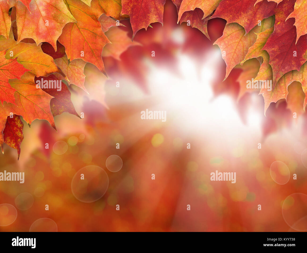 Fall sun lighting up leaves hi-res stock photography and images - Alamy